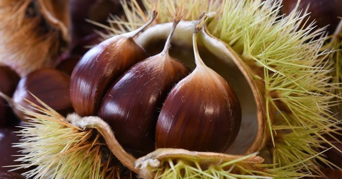 Chestnuts, unsuspected allies for heart and body health