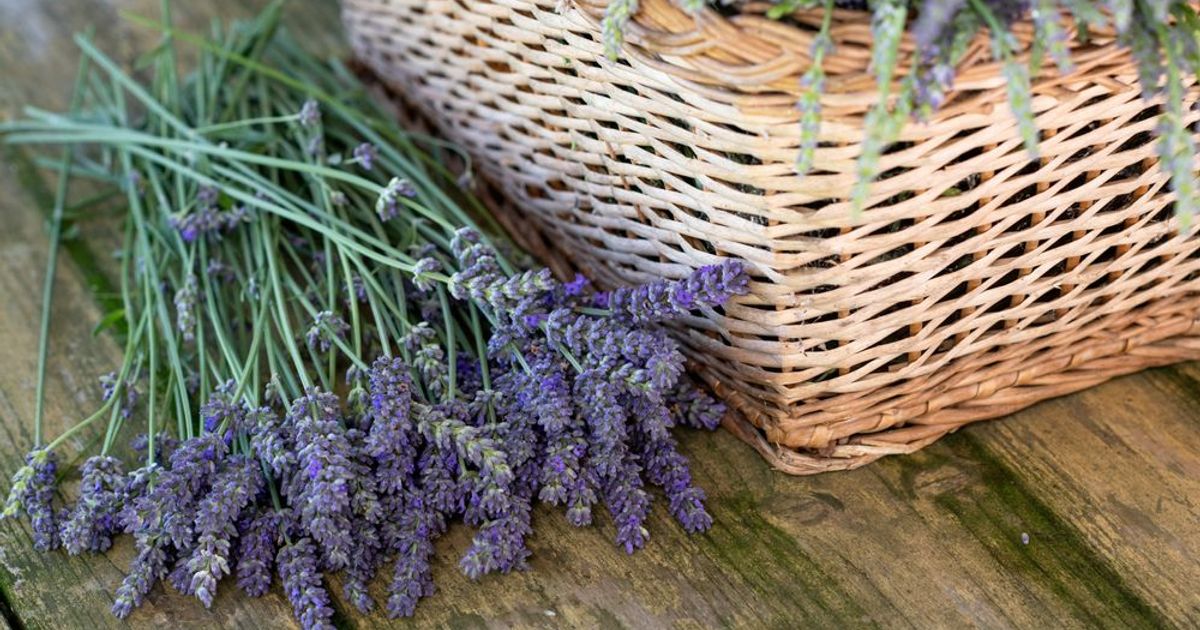Lavender essential oil, the essence of good night