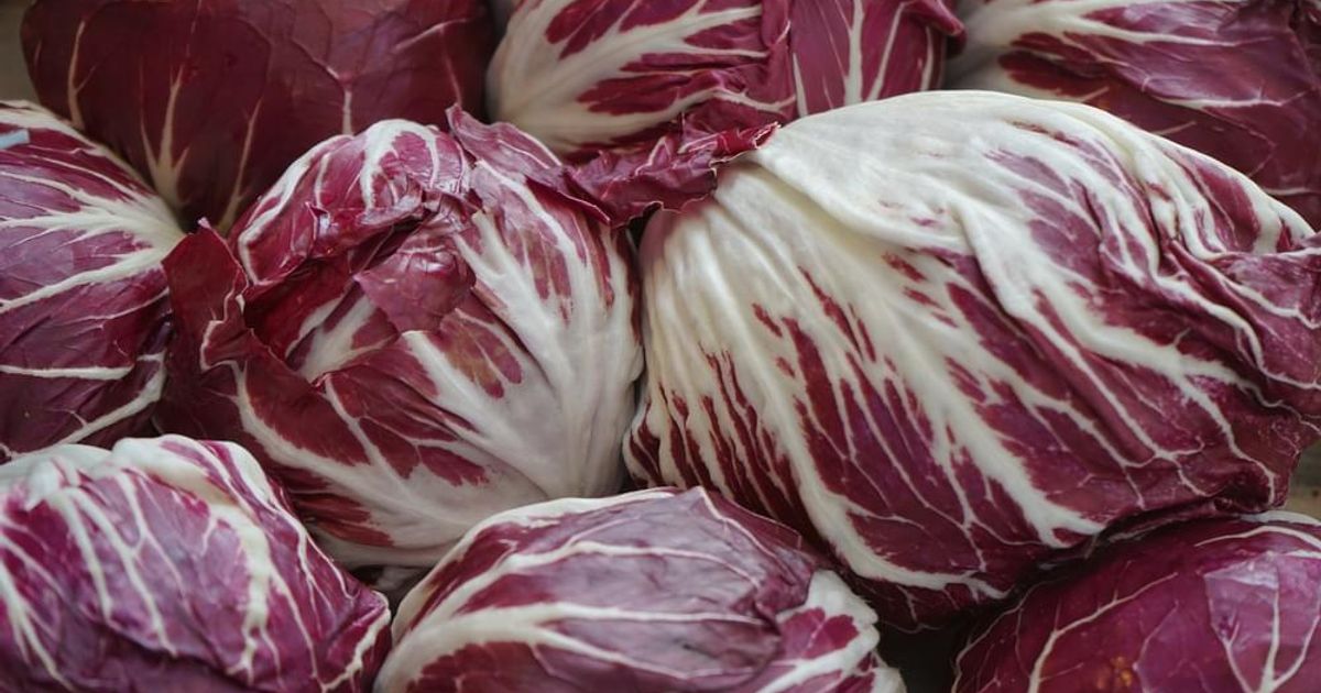 Red chicory