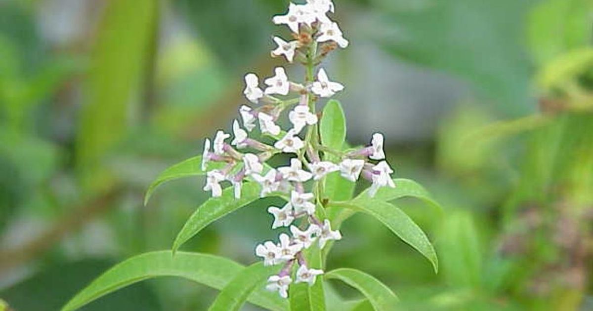 Lemon verbena, the fragrant plant that protects our health