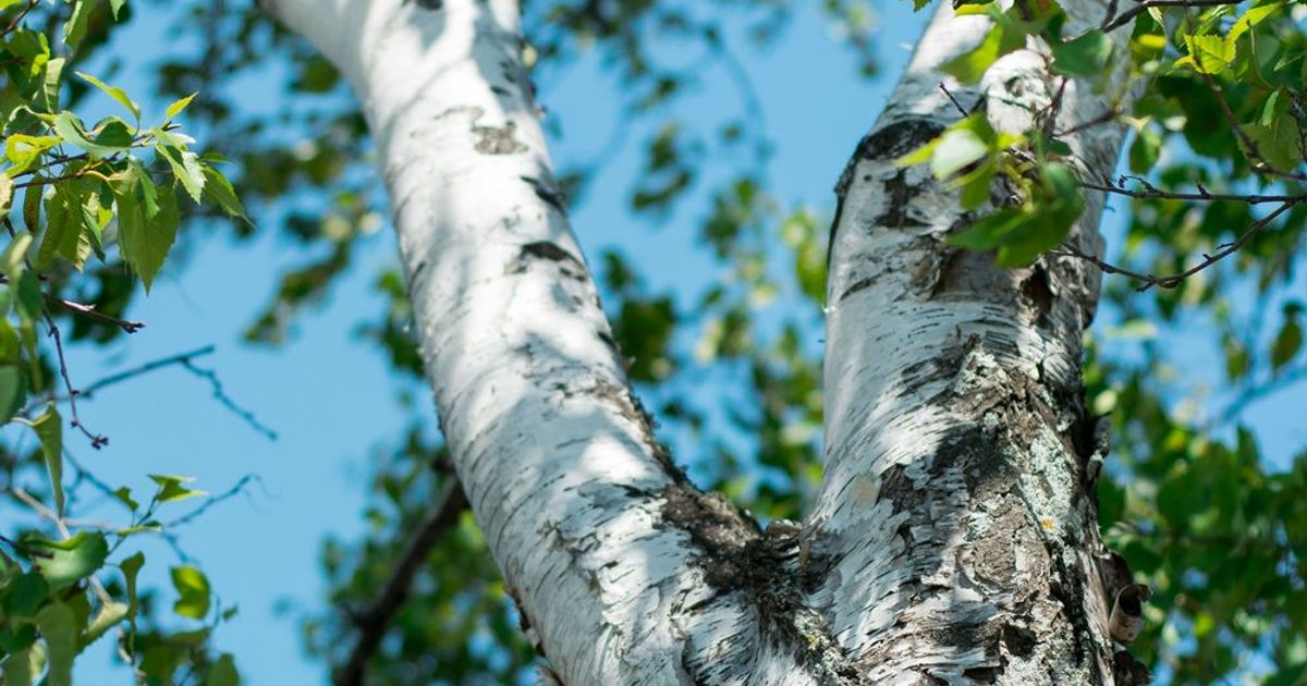 Birch, benefits, how to use it and contraindications