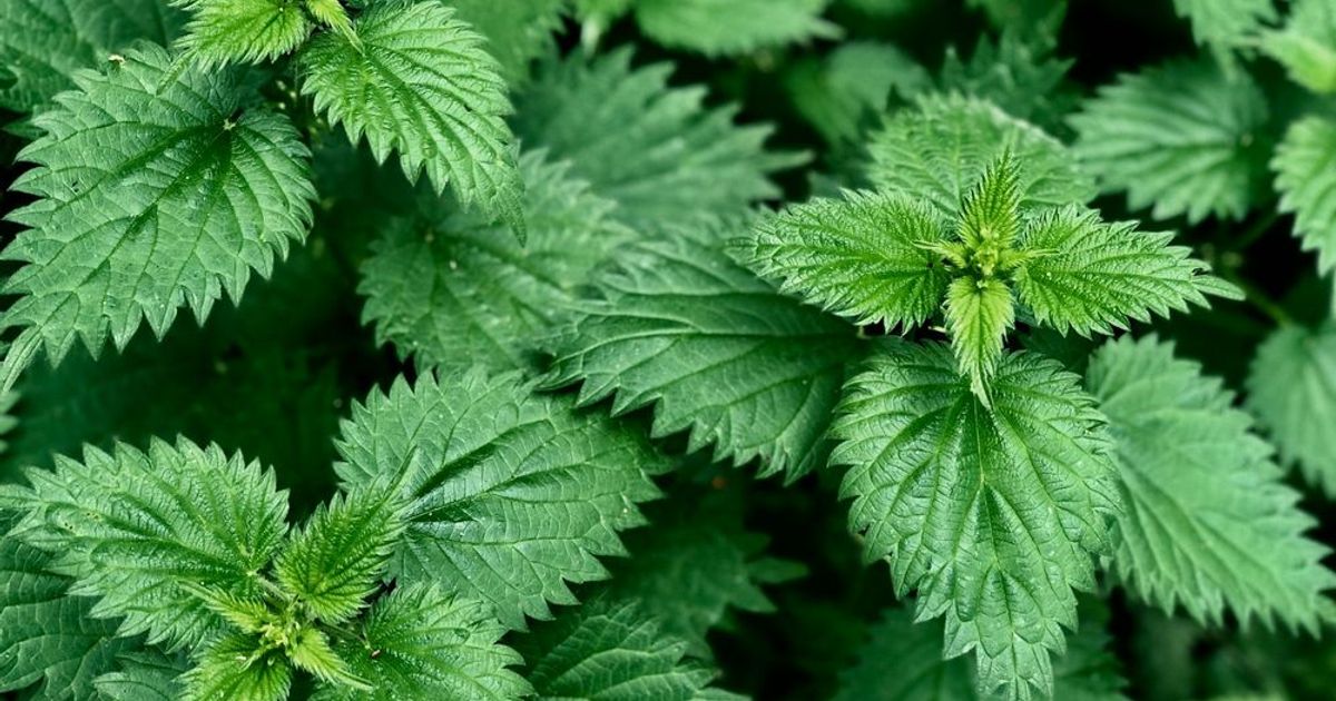 How to use stinging nettle for the health and beauty of skin and hair