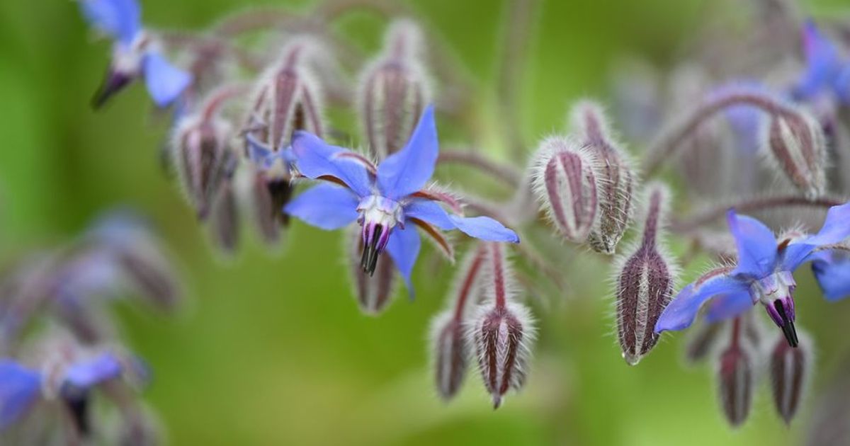 Borage oil for skin and hair, what it is, what it is for, uses and ...