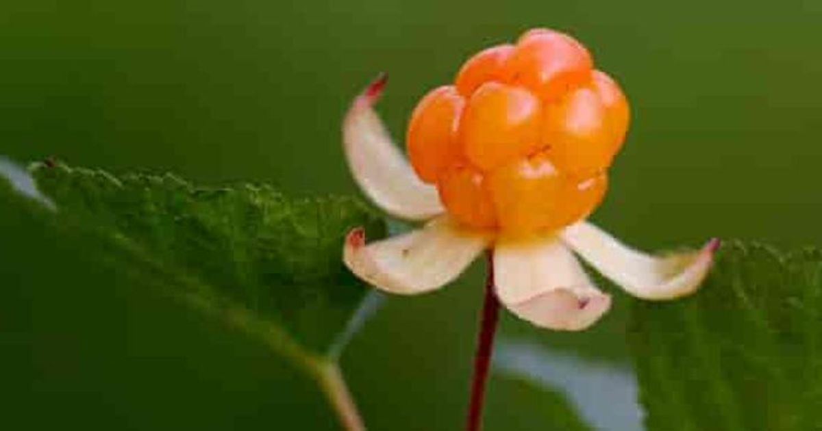 Cloudberry, what it is, benefits, uses in skincare and contraindications