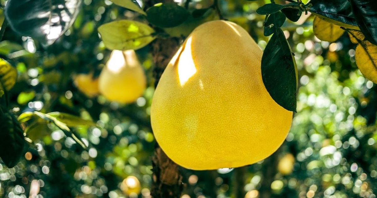 Pomelo, benefits, contraindications and how to eat it