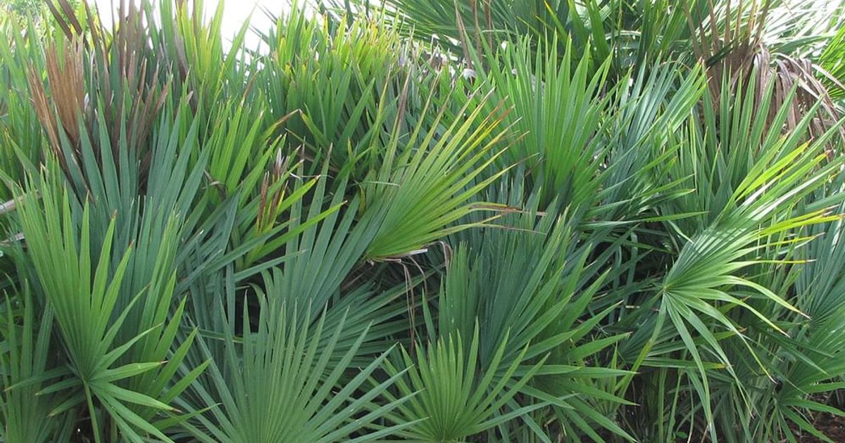 Serenoa repens