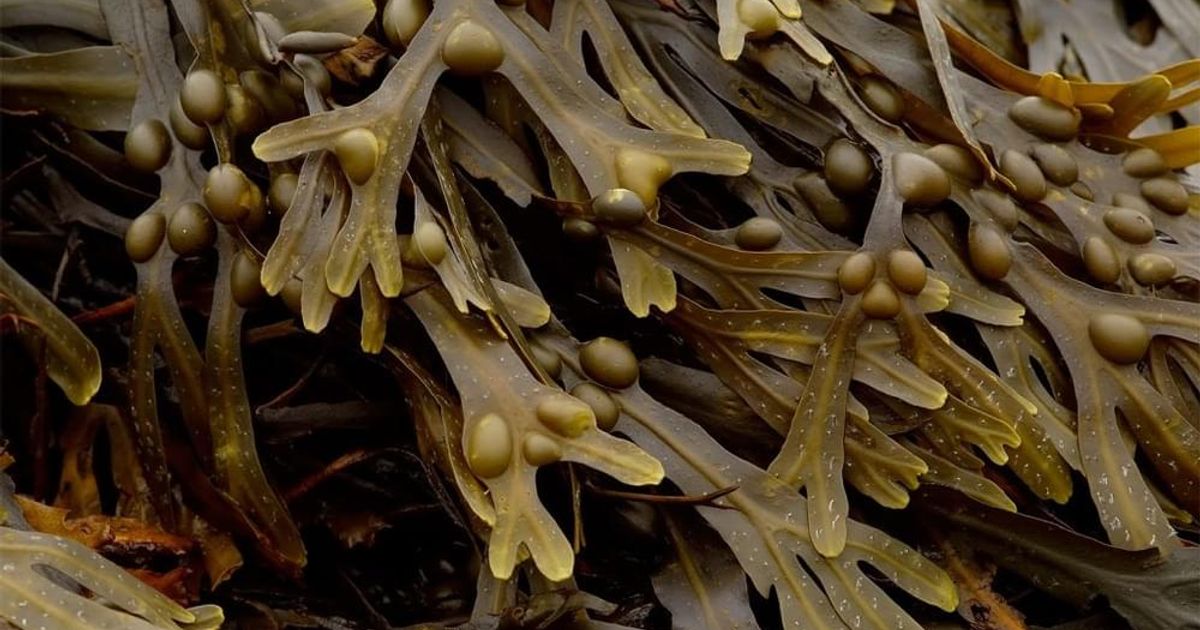 Fucus