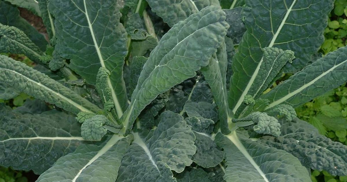 Black kale