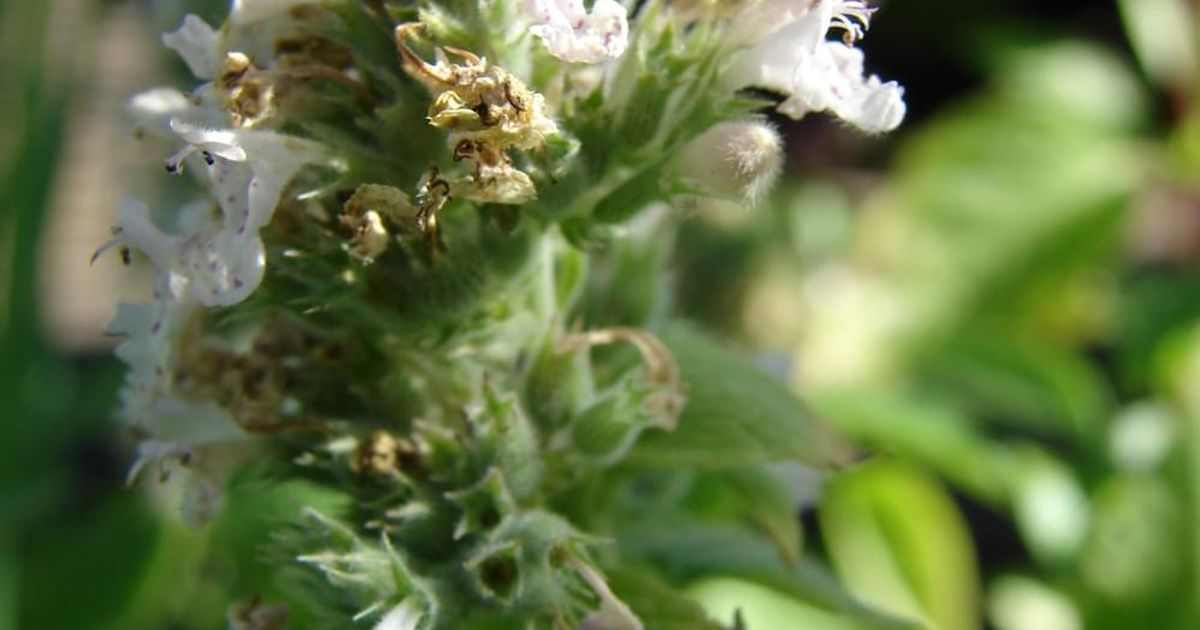 Catnip